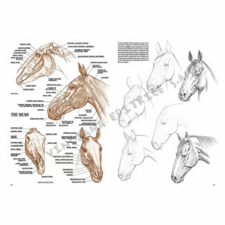 Leonardo Collection Animal Books - Artsavingsclub